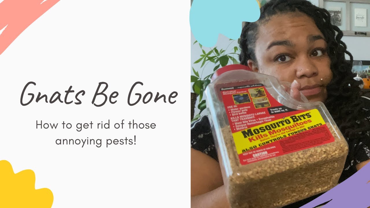 Gnats Be Gone//How I Got Rid of Gnats Completely - YouTube