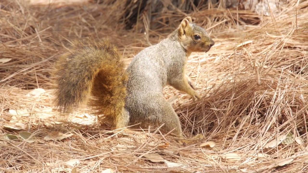Campus Pets: The Squirrels of UC Berkeley - YouTube