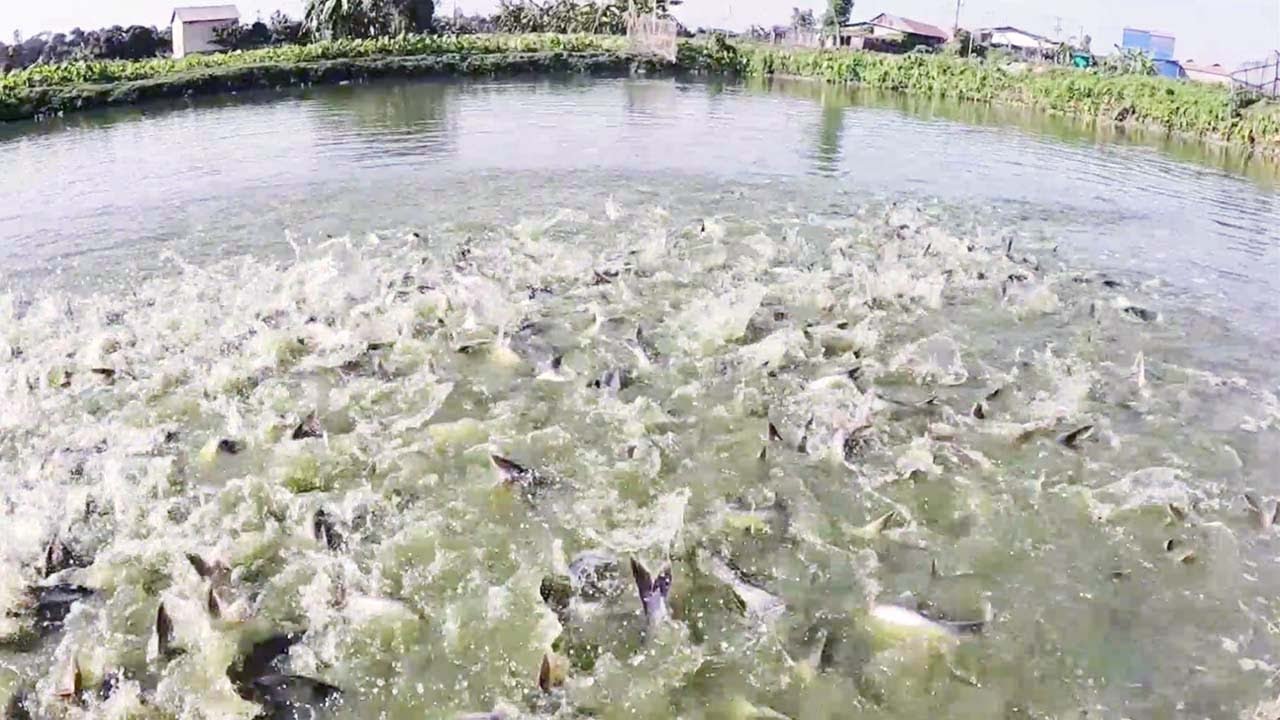 Fish Farming Videos 🐬🐟 See How To Yellowtail Catfish Farming Videos ...