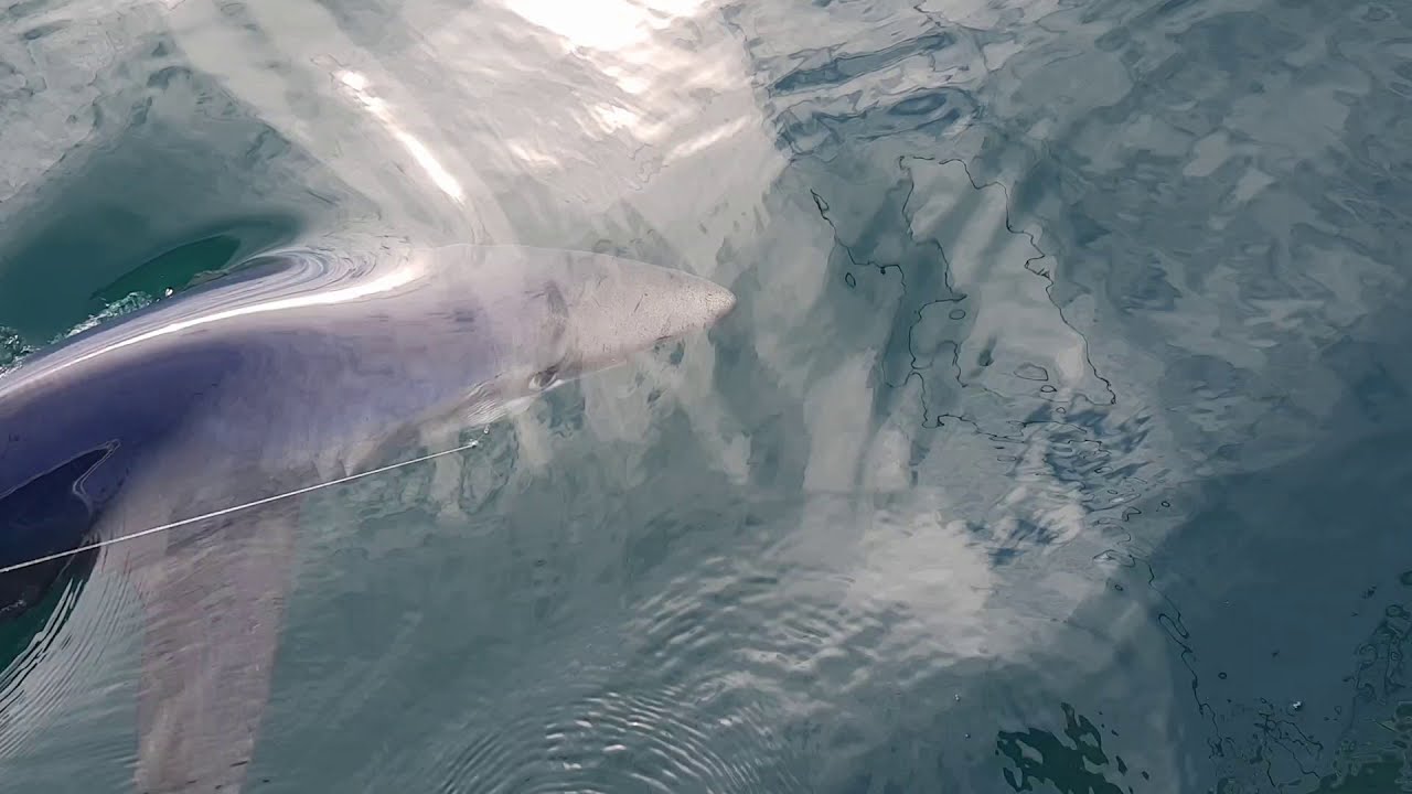 Blue shark while salmon fishing near Waldport Oregon - YouTube