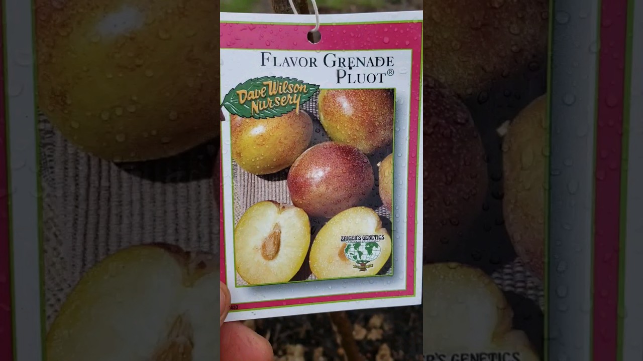 FLAVOR GRENADE PLUOT TREE 🪵🍑 - YouTube