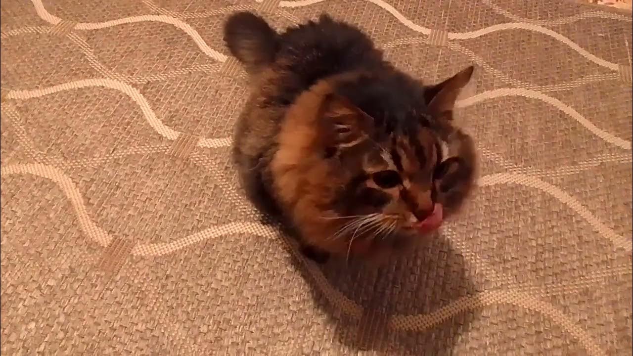 Кот Марс. Попросил ветчину и не доел. - YouTube