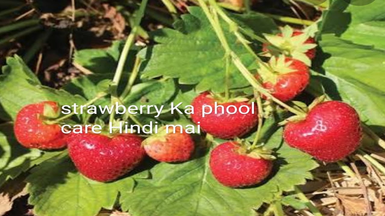 strawberry ka plant,स्ट्रॉबेरी नर्सरी,गमले में स्ट्रॉबेरी,स्ट्रॉबेरी का ...