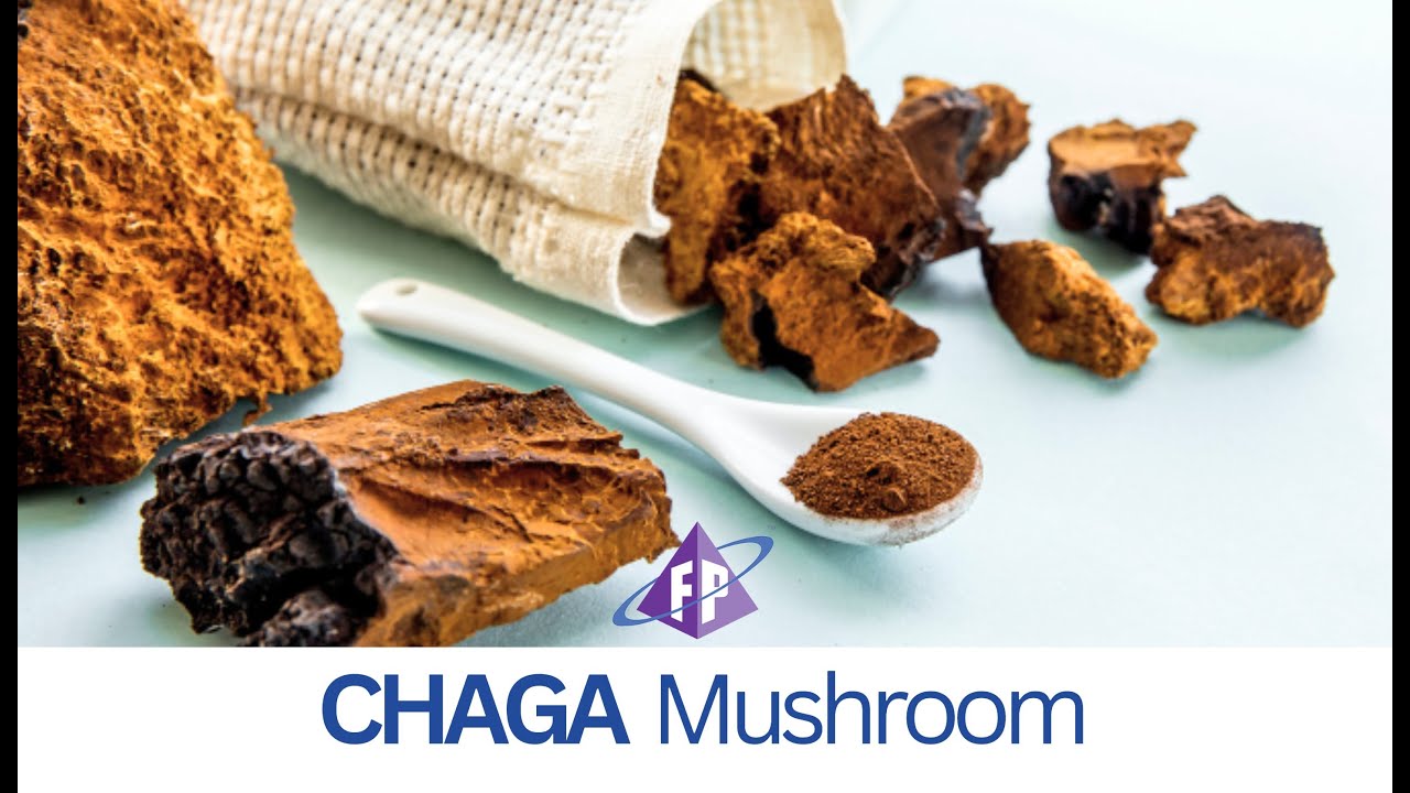Chaga Mushrom FoodPharma Ingredients - YouTube