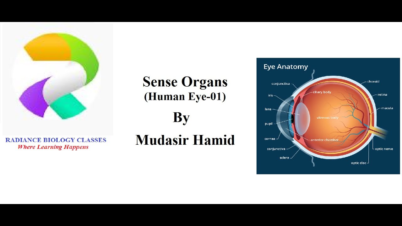 Sense Organs ( Human Eye-01) - YouTube