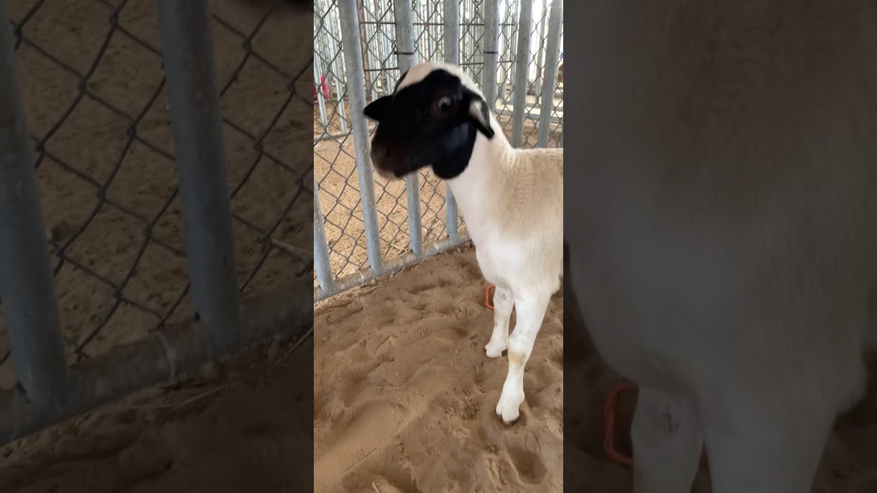 Sheep dancing The Git Up - YouTube