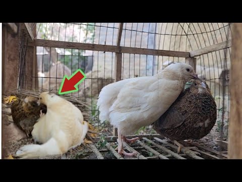 Quail Bird Breeding | batair Breeding Season - YouTube