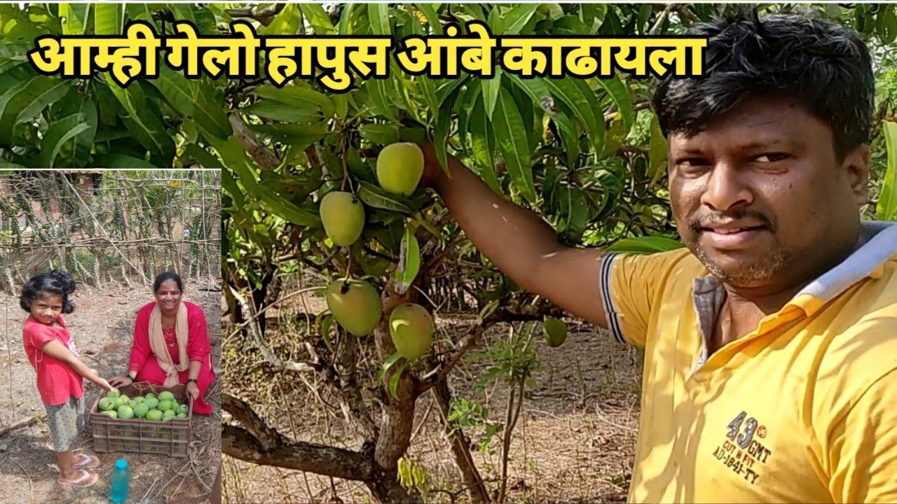 हाताक गावले पेटीभर हापुस आंबे | मुणगे देवगड | Kokan vlog | Alphonso ...