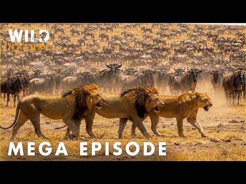 WILD SERENGETI | No Mercy in Predator Territory | MEGA EPISODE | Wildlife Documentary