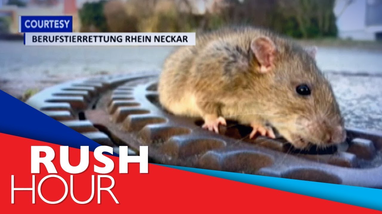Fat rat rescued by team of firefighters from manhole cover in Germany ...