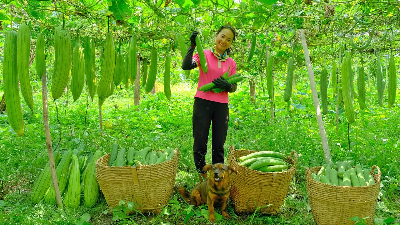 Harvest Luffa To Sell At The Market, Make A Net Scoop For Catching Fish ...
