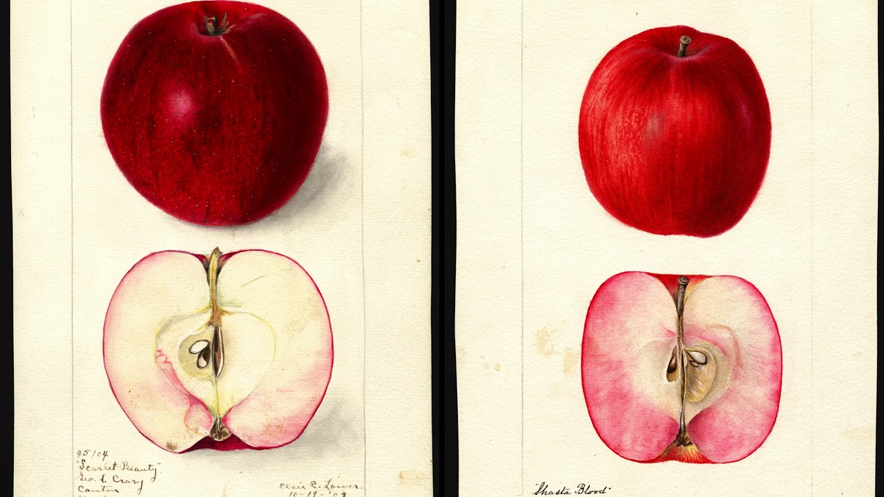 USDA Pomological Watercolors - Red Fleshed Apples - YouTube