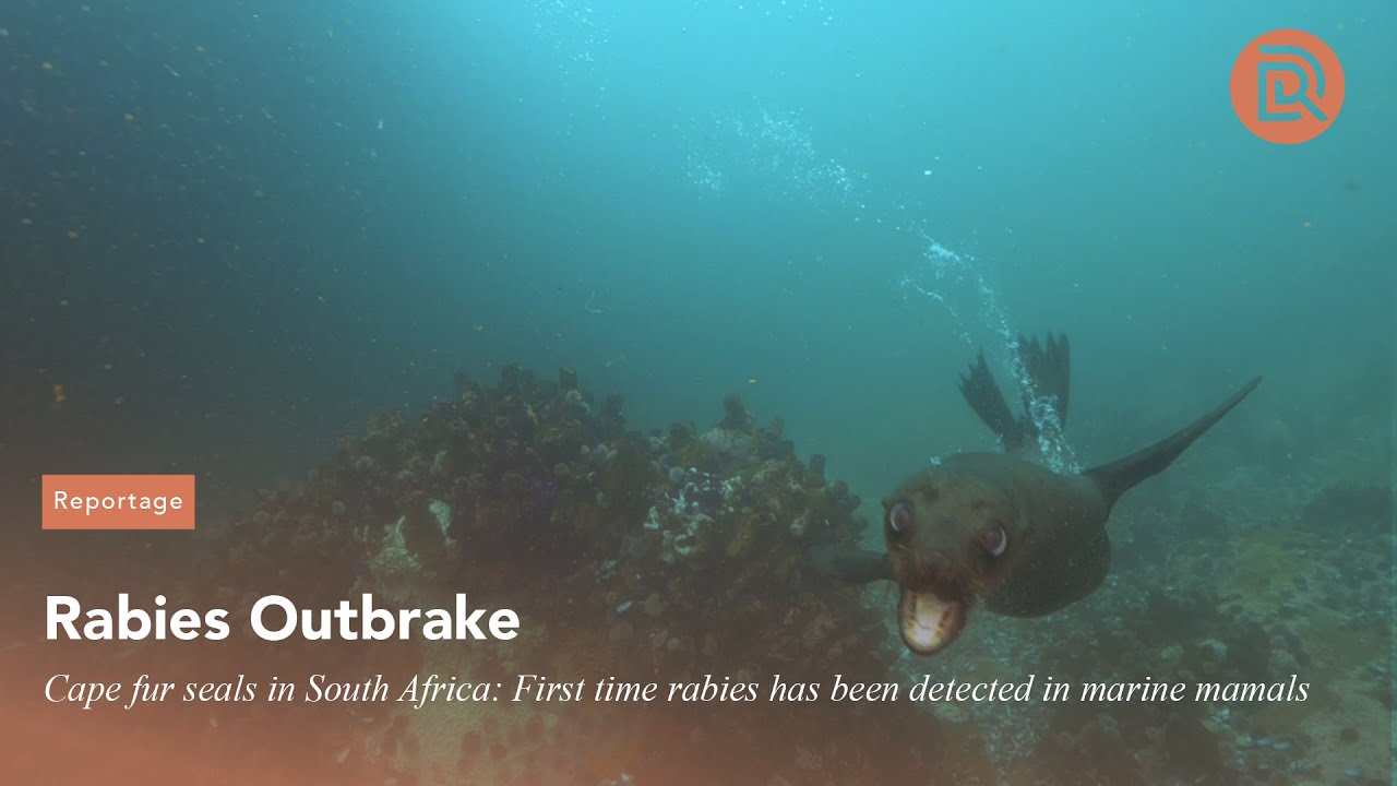 Seals with Rabies - YouTube