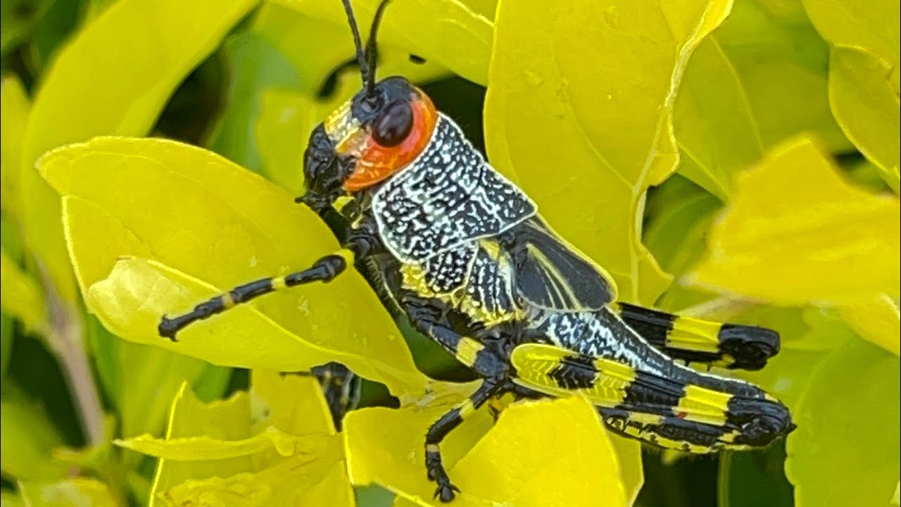 Grilo 🦗 colorido - YouTube