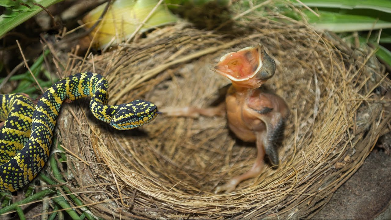 Nature's brutality: Small serpent eats helpless hatchling - YouTube