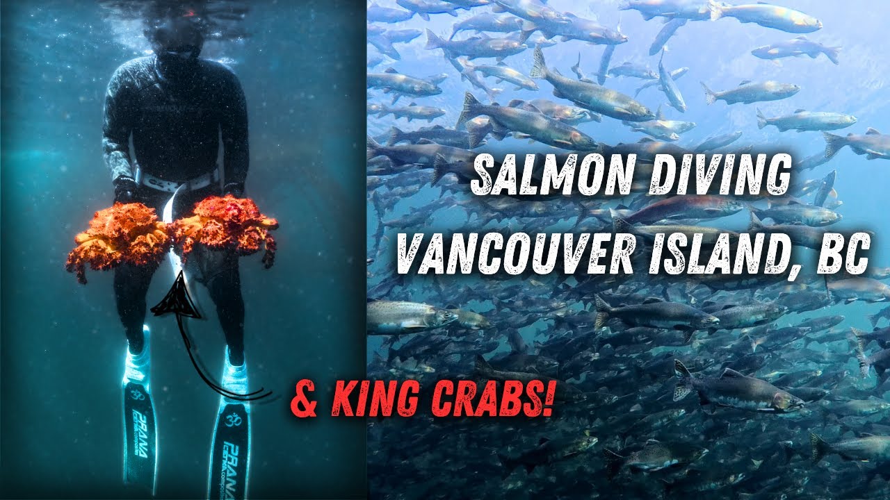 Salmon Snorkeling - The Ultimate Vancouver Island Adventure | PNW ...