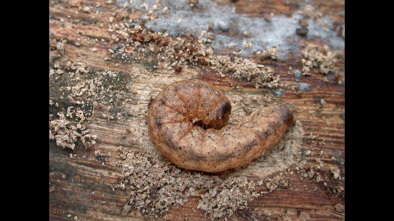 Finding the larva of the Grey Arches in Winter - YouTube