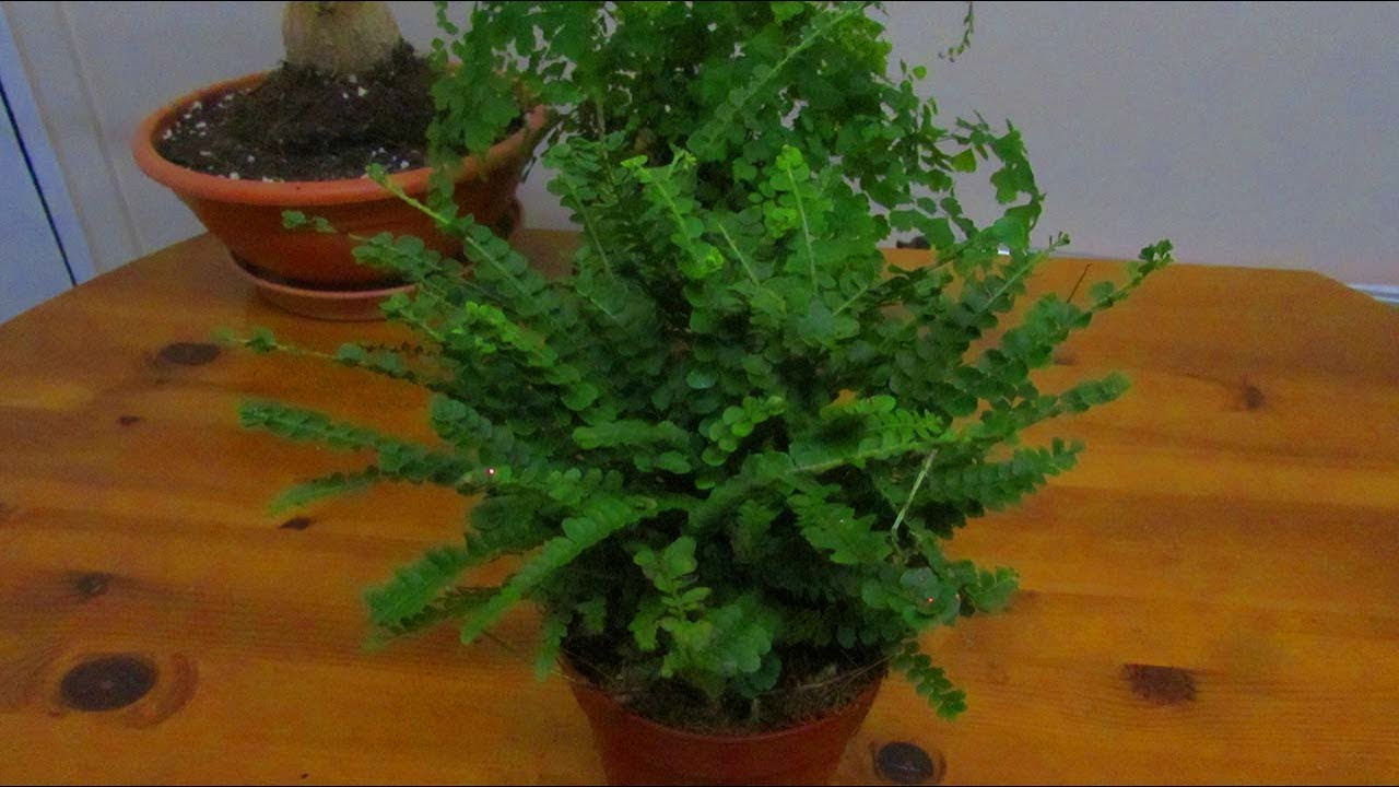 Our wonderful new Boston Fern - Nephrolepis duffii - YouTube