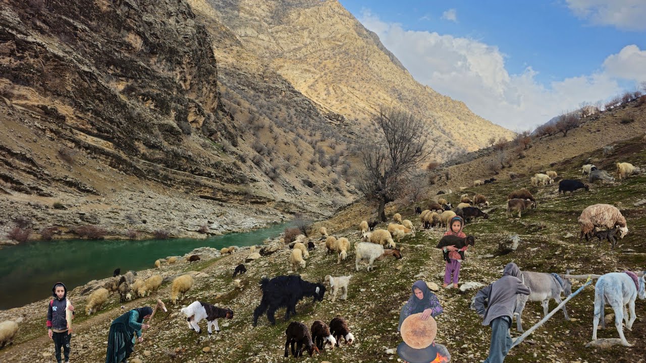 Nomadic Life | Single Mother Survival, Farming, Planting Wheat with ...