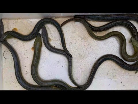 Dari Polres Palopo untuk Penderita Stunting, Gelut Bareng Ikan Masapi ...