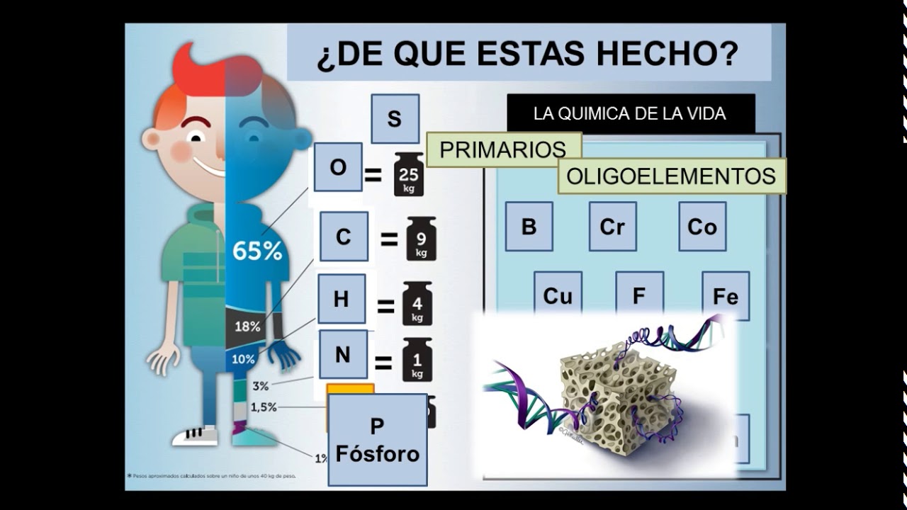 LA QUÍMICA DE LA VIDA ll BIOELEMENTOS PRIMARIOS Y OLIGOELEMENTOS - BIOCOMPU :3 - YouTube
