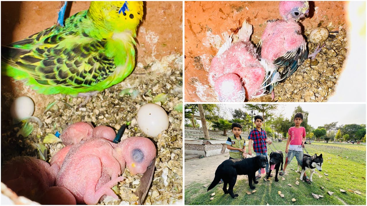 Sub dogs 🐶 ko pta nhi Kaya ho gaya or boat sary birds 🐦 baby 👶 bi a ...