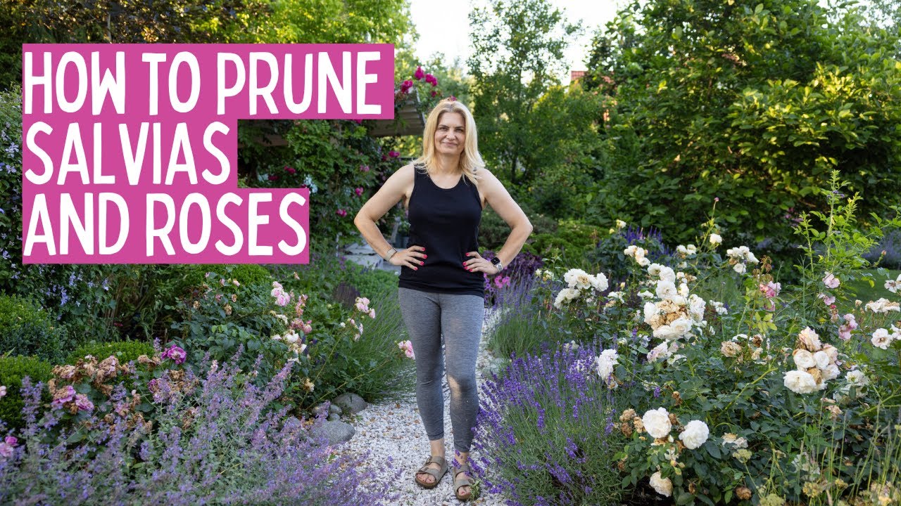 How to Prune Perennials and Roses in Summer: Step by Step | Garden with ...
