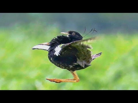 Kharmor...Lesser Florican Aug 22 - YouTube