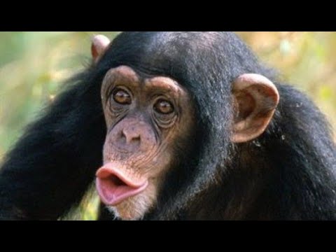 Sopa de macaco🐒(Cancion Original) - YouTube