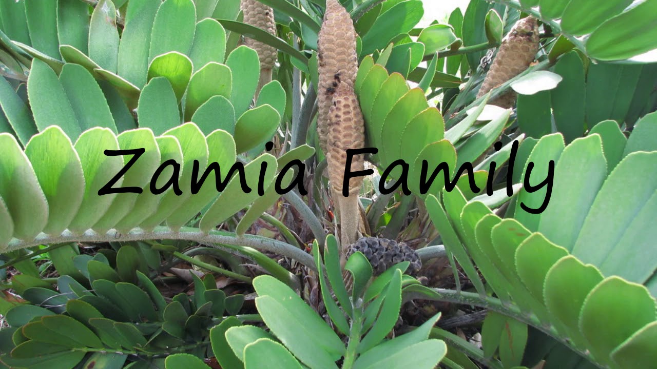 How to Pronounce Zamia Family? - YouTube