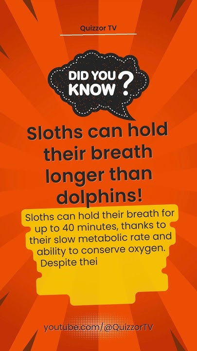 Surprising Skill: Sloths Can Hold Their Breath Longer Than Dolphins! 🦥🐬 ...
