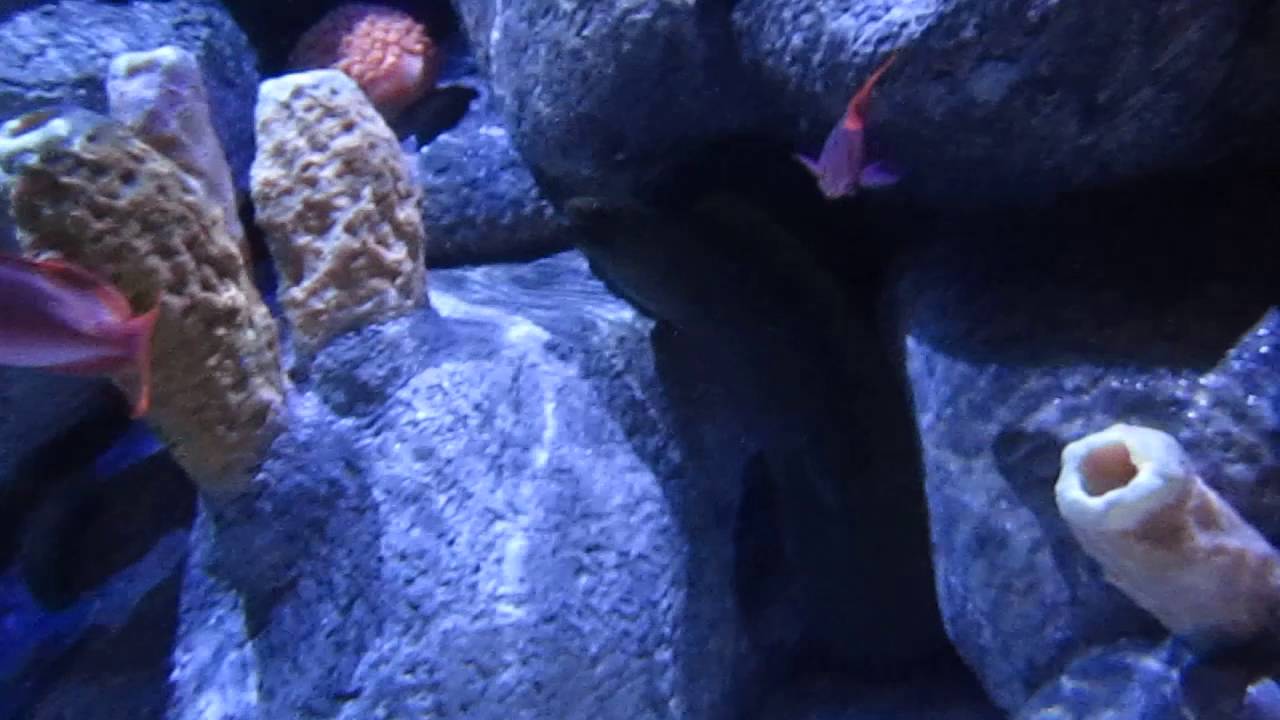 Green moray eels at Monterey Bay Aquarium. - YouTube