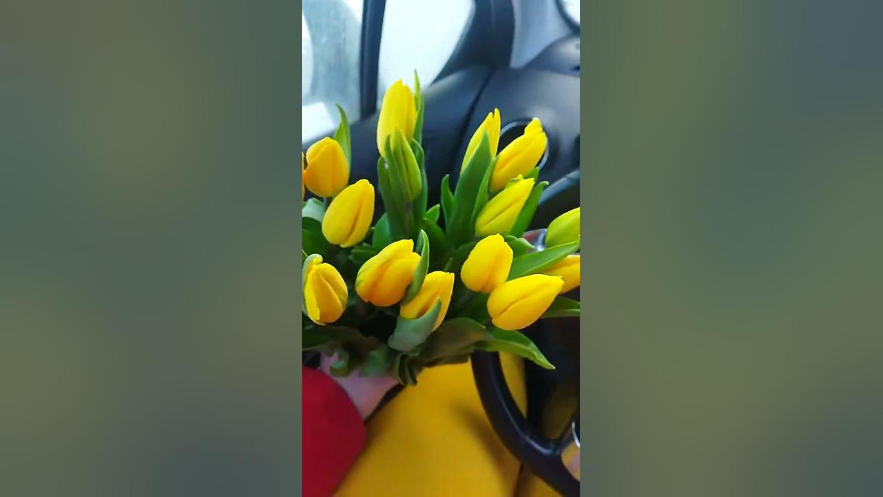 Тюльпаны Стронг Голд - YouTube