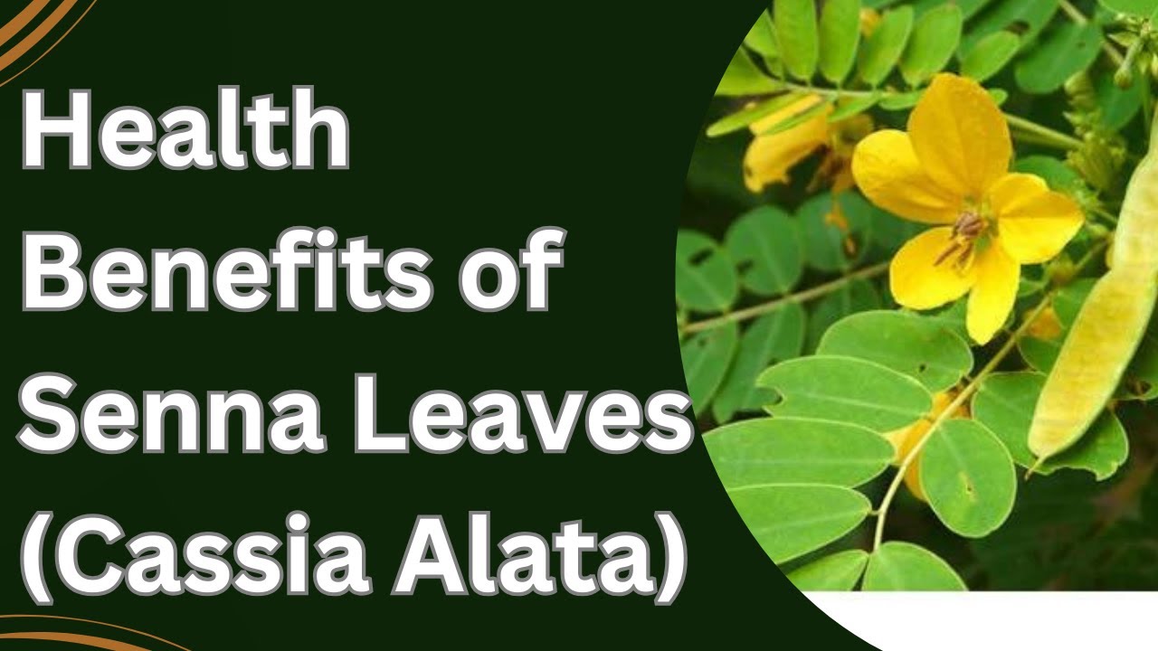 Health Benefits of Senna Leaves (Cassia Alata) - YouTube