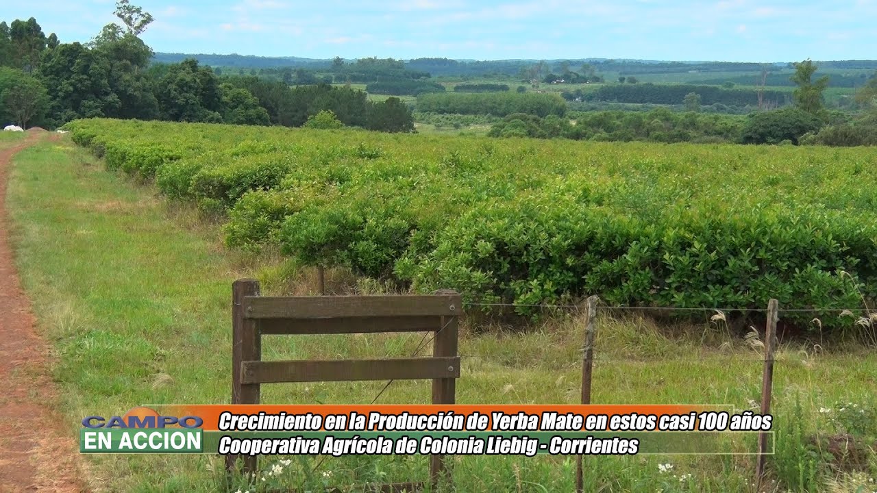 La Coop. Agrícola de Colonia Liebig, Corrientes, posee una trayectoria ...