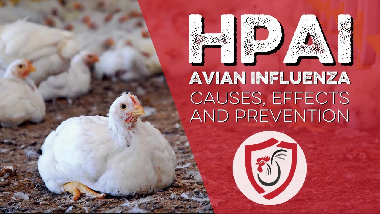 Uncovering HPAI - Avian Influenza and its Impact on the Poultry ...