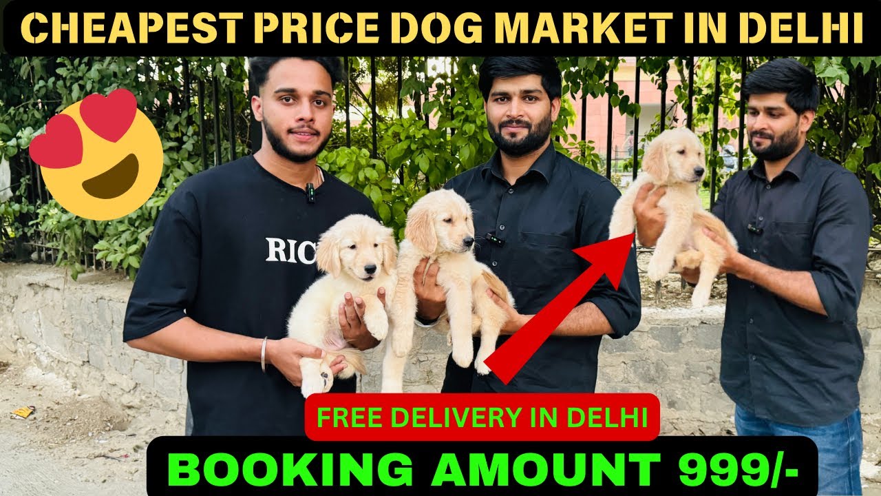 Cheapest Dog Market in Delhi NCR | Golden Retriever | Dog in Cheap ...