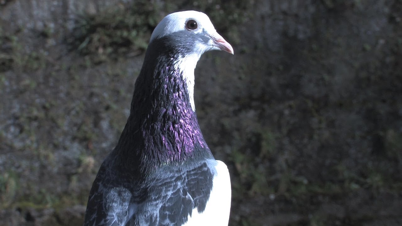 Wild Dunedin 2012, Centre for Science Communication - YouTube