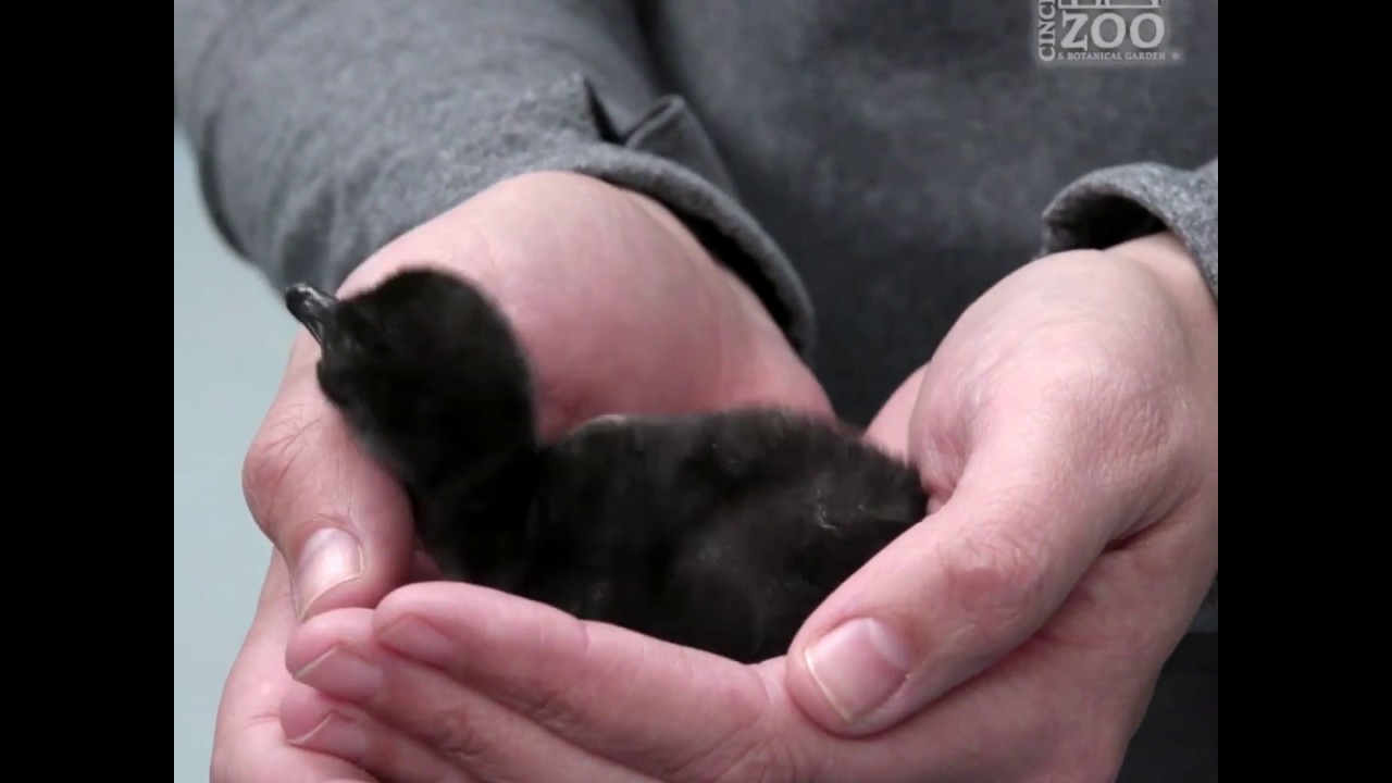 Little Blue Penguin Hatchlings Kick Off Cincinnati Zoo’s Year of the ...