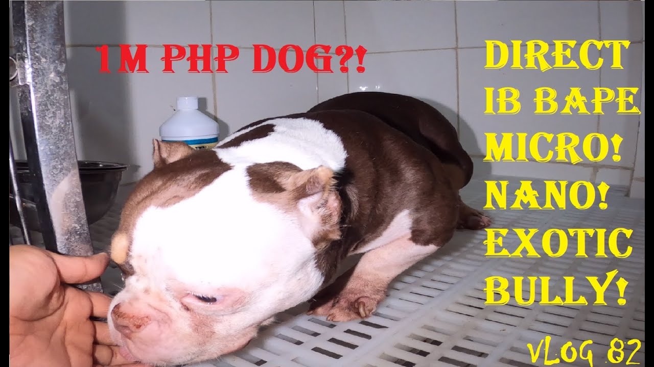 ROYAL EMPIRE BULLIES BAPE DAUGHTER 2X NANO LOL! AMERICAN BULLY DOG ...