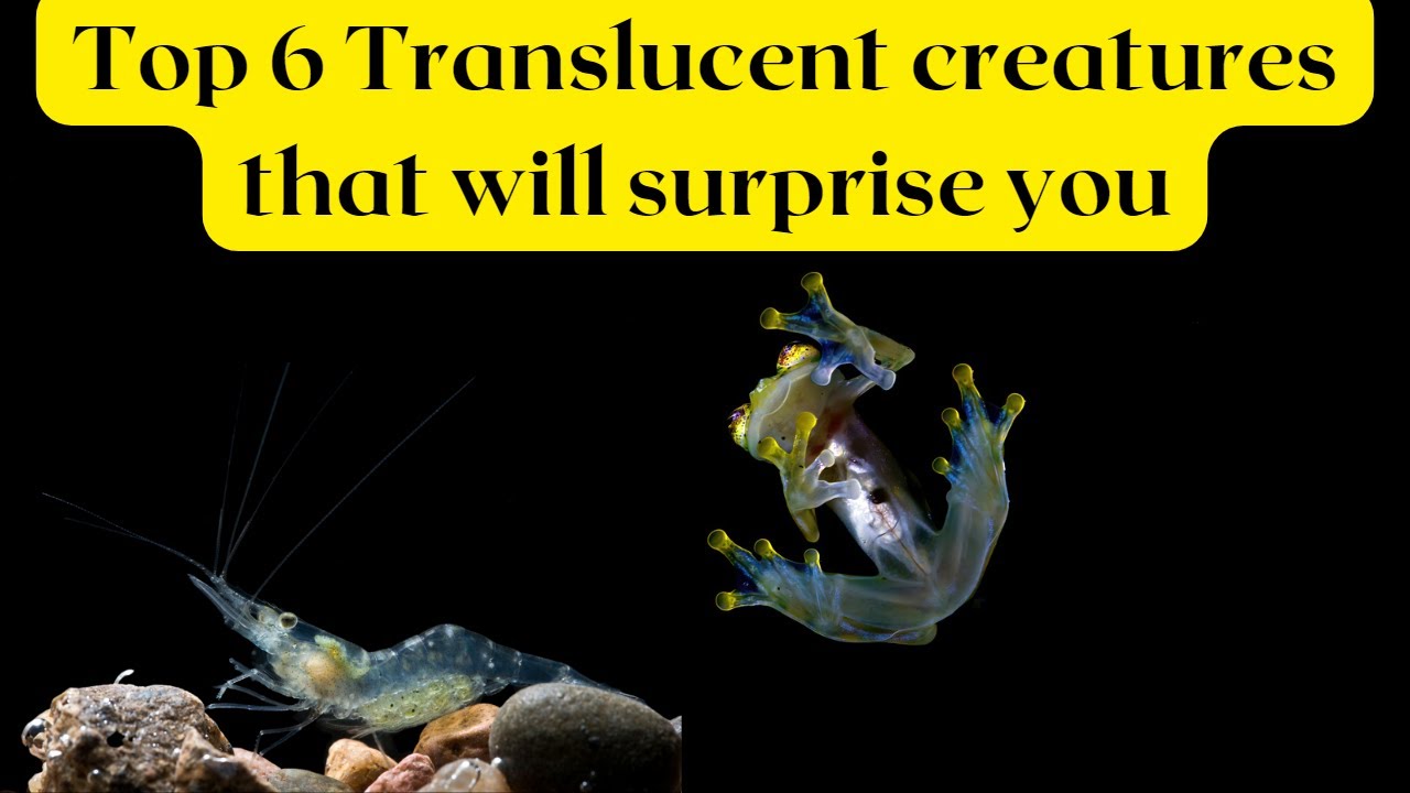 Top 6 Translucent creatures that will surprise you 😮#translucent # ...