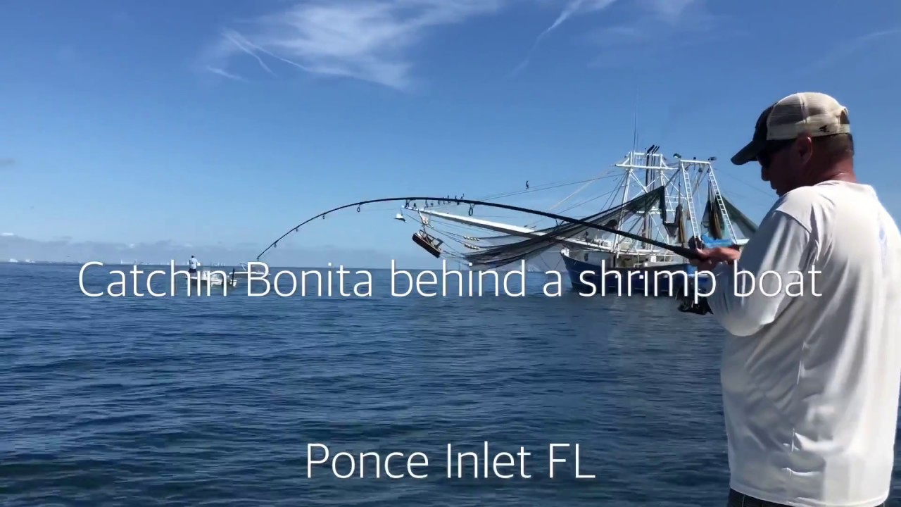 Catching Bonita and Shark behind a shrimp boat - Ponce Inlet Florida ...
