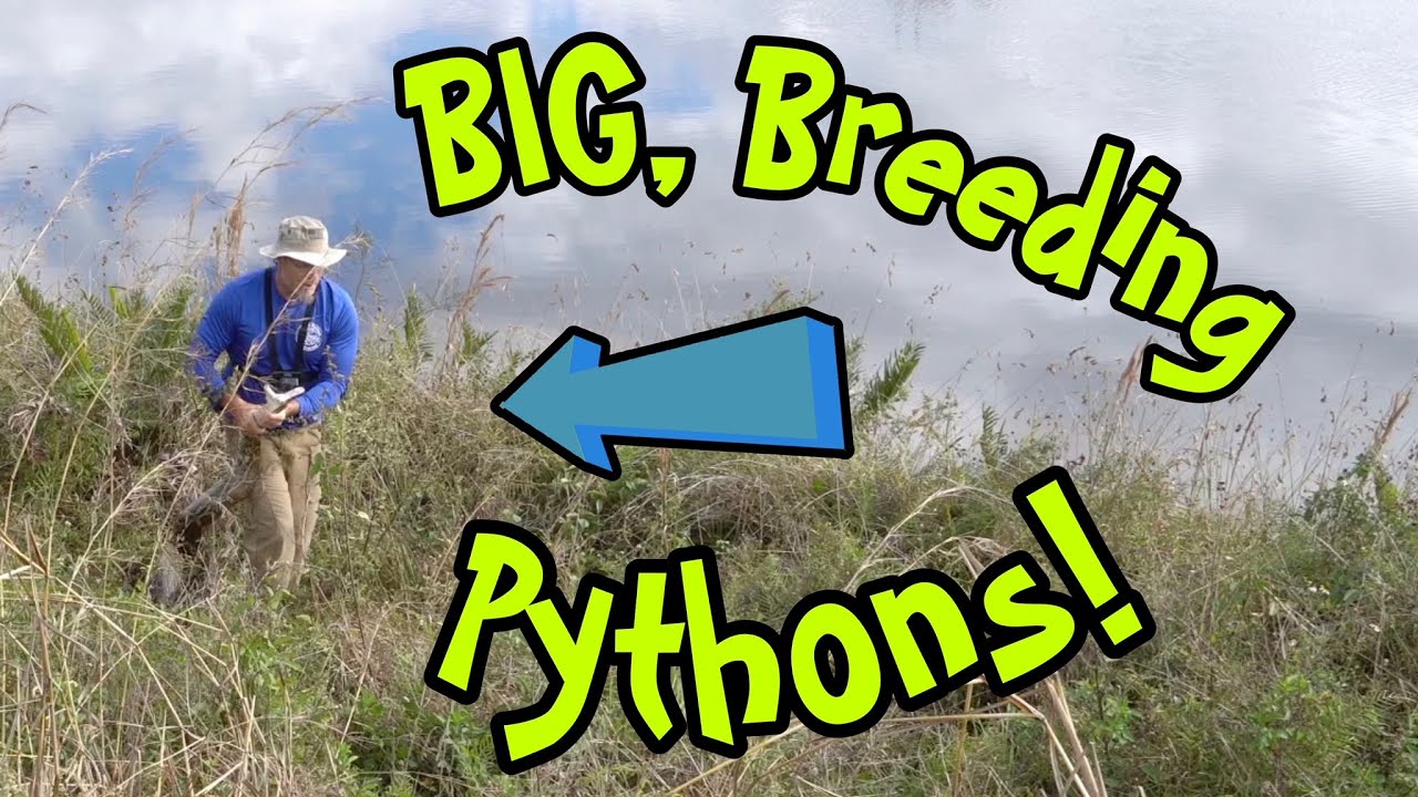 Big, Breeding Pythons! - YouTube