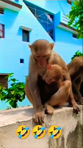 suno ji tm daru pine k bad bhut ache lgte ho 🤣🤣#monkey#funny#trending# ...