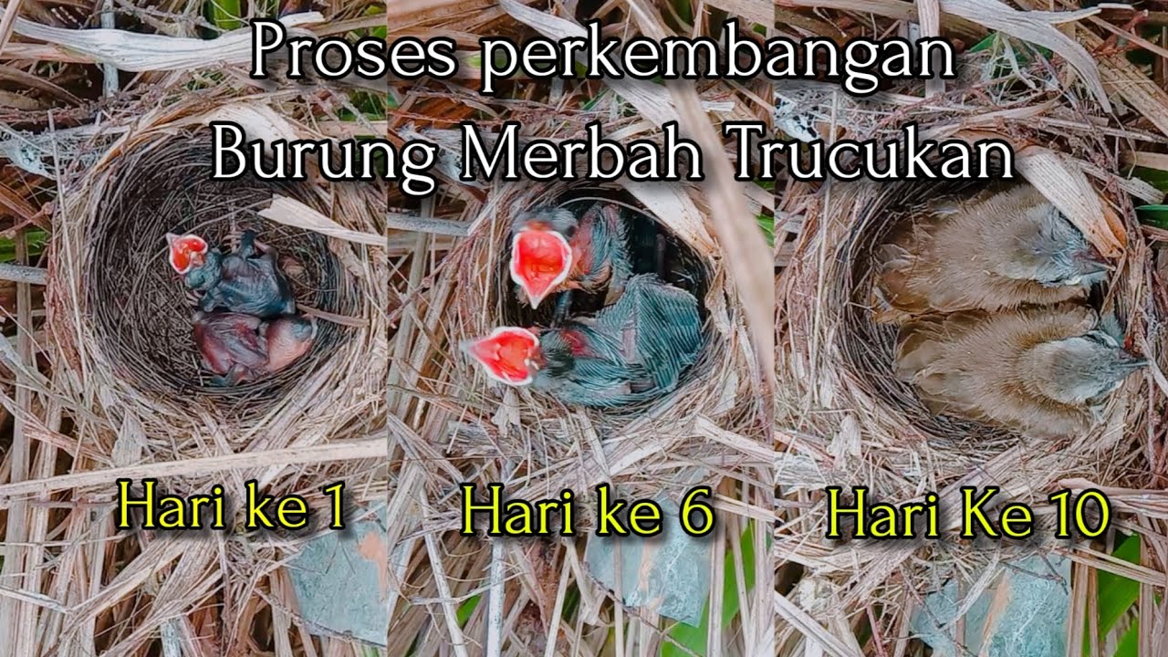 Perkembangan burung merbah trucukan dari 1 hari sampai 10 hari - YouTube