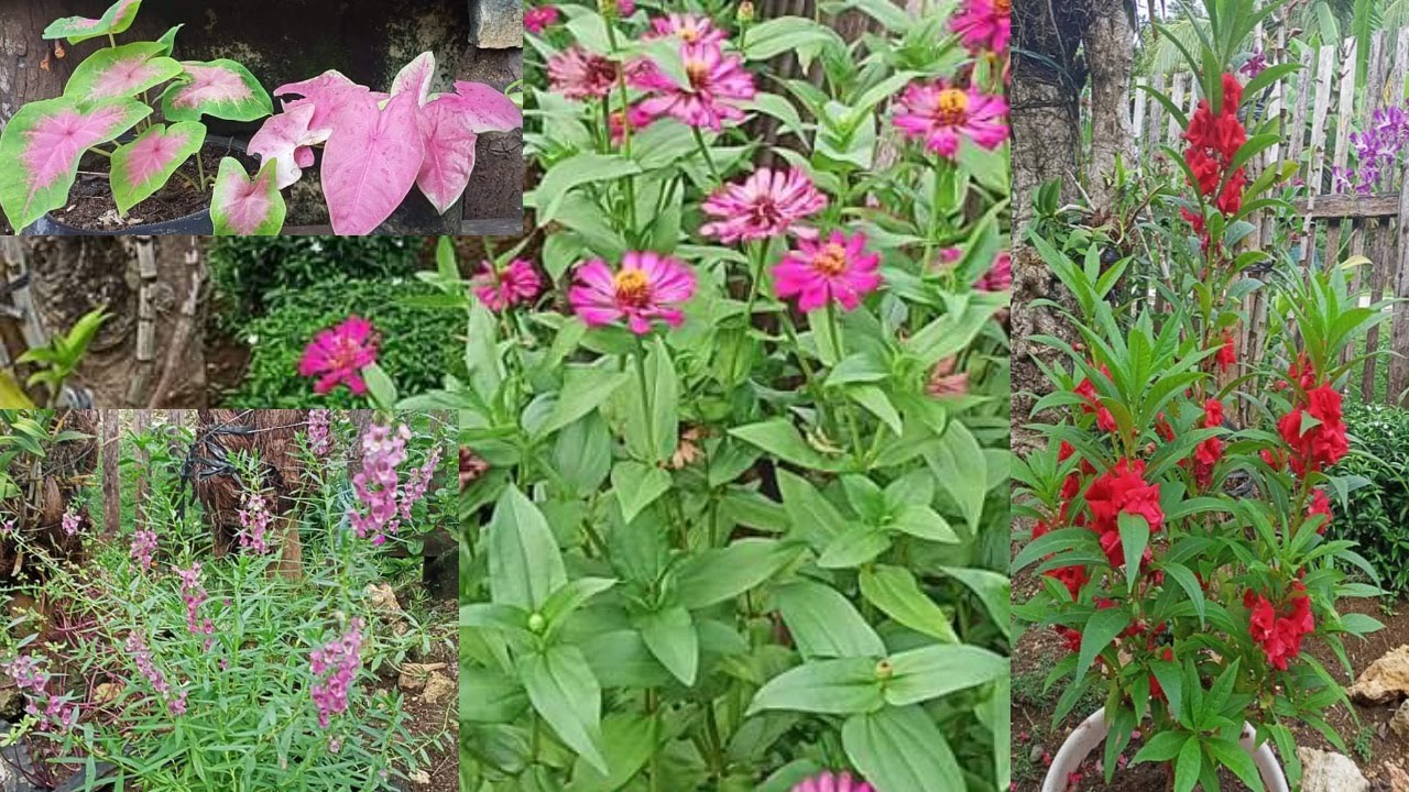IBA'T IBANG URI NG HALAMAN AT BULAKLAK SA AMING HARDIN[BUHAY PROBINSYA ...