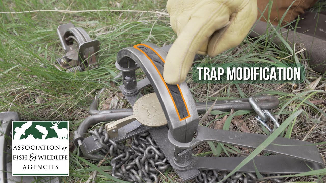 Modified Traps for Trapping - YouTube