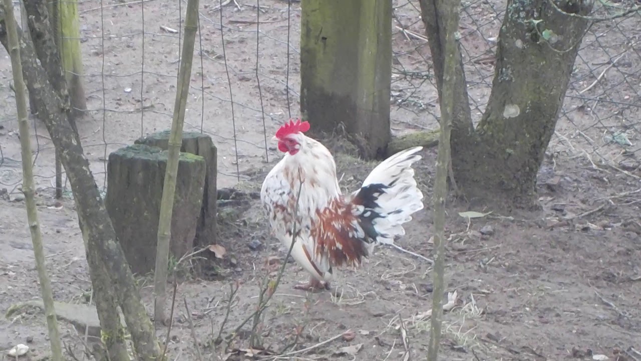 Drôle de coq qui apprend à chanter! - YouTube