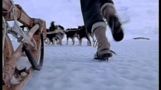 Are Huskies Allowed In Antarctica