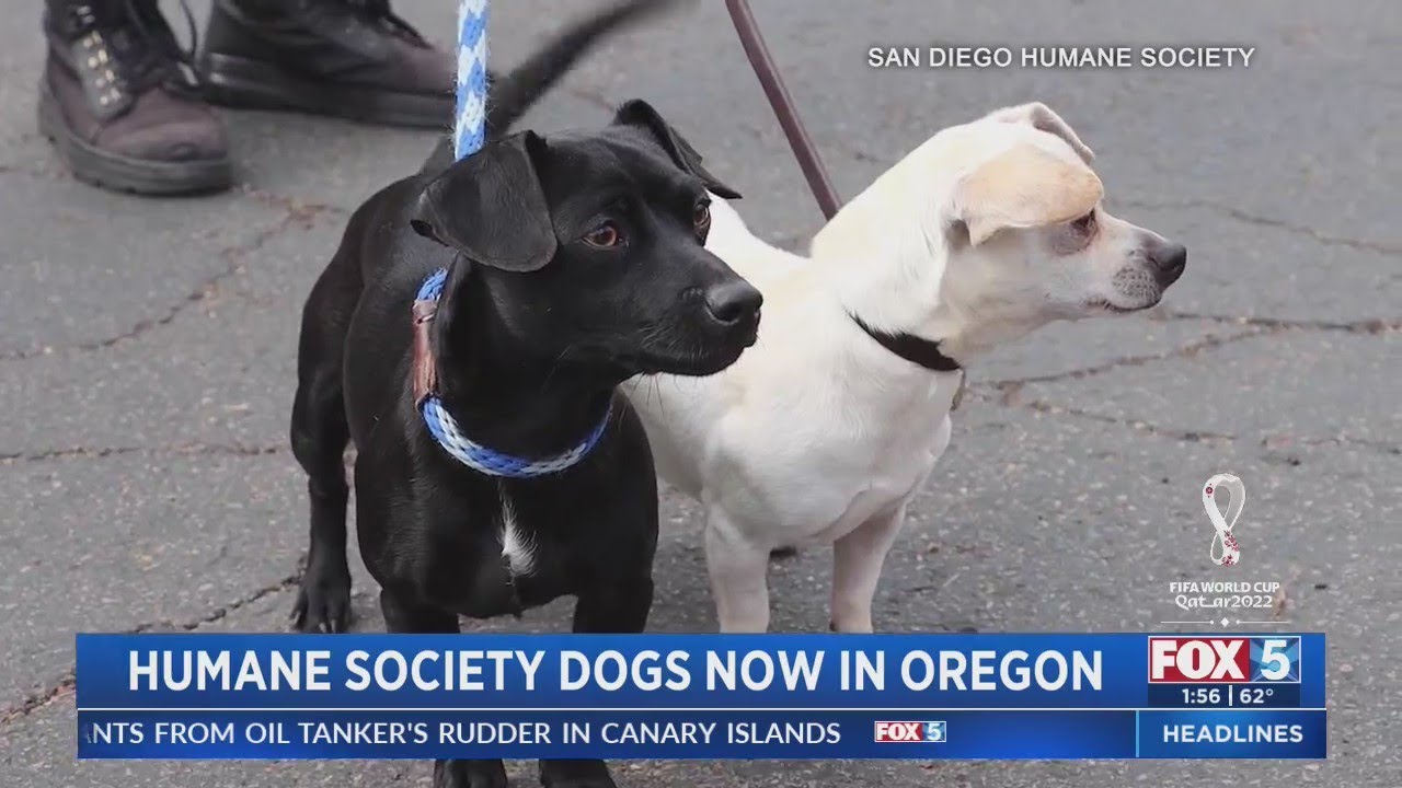 Humane Society Dogs Now in Oregon - YouTube